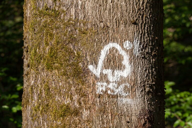 FSC Revamps Standards & Blockchain - ArchiExpo e-Magazine