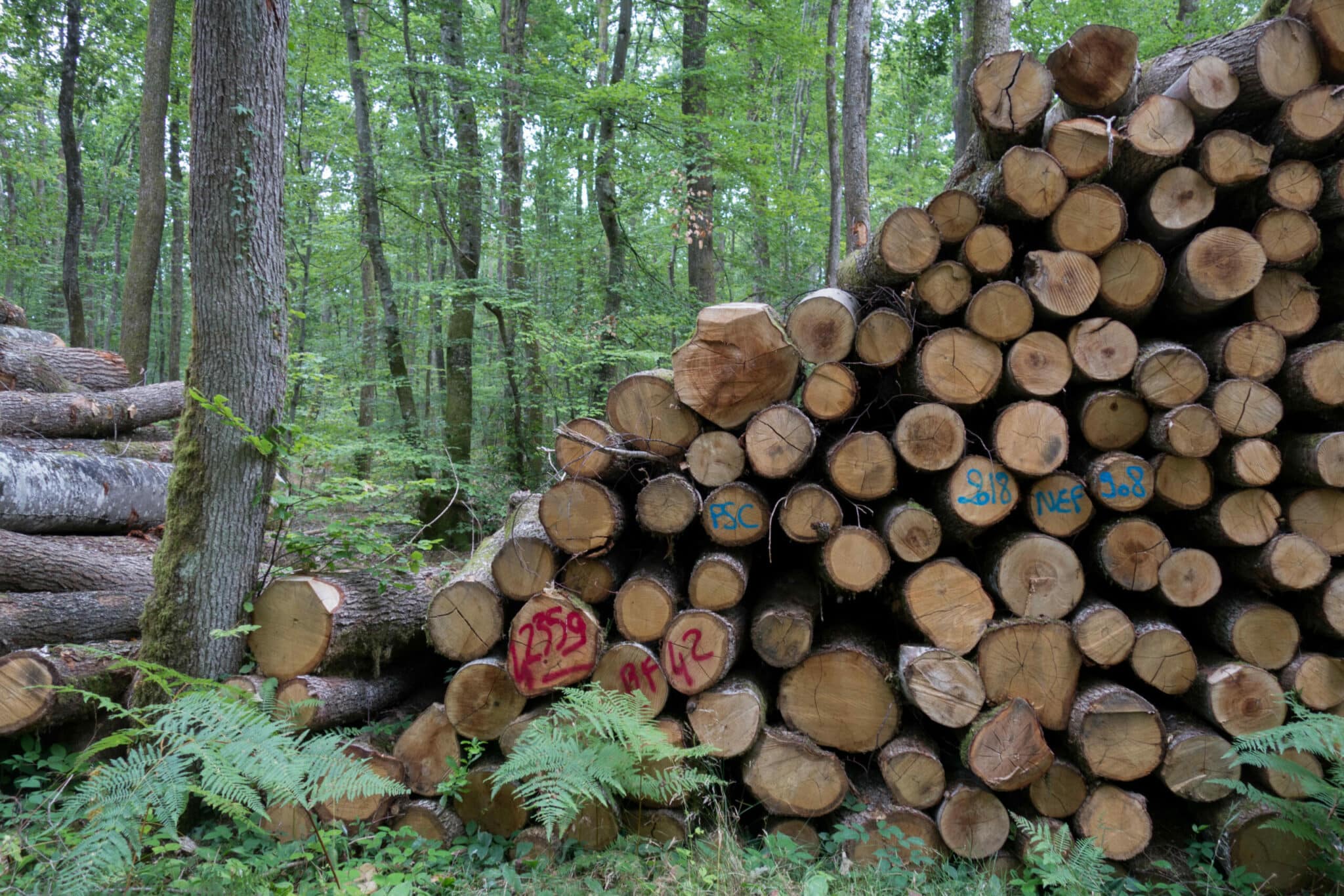 FSC Revamps Standards & Blockchain - ArchiExpo e-Magazine