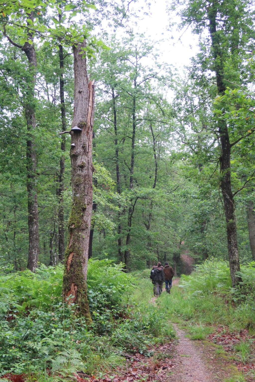 FSC Revamps Standards & Blockchain - ArchiExpo e-Magazine